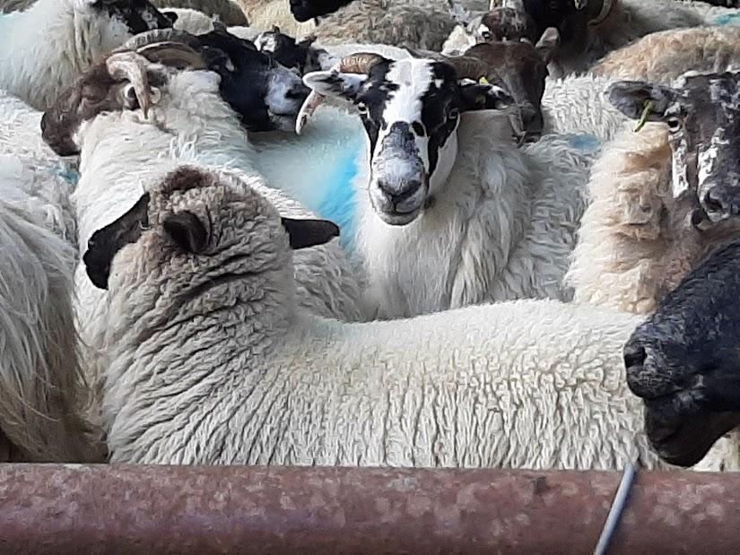 VAKARYKŠČIA DIENA: II dalis